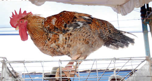 Naati chicken: Brown is beautiful