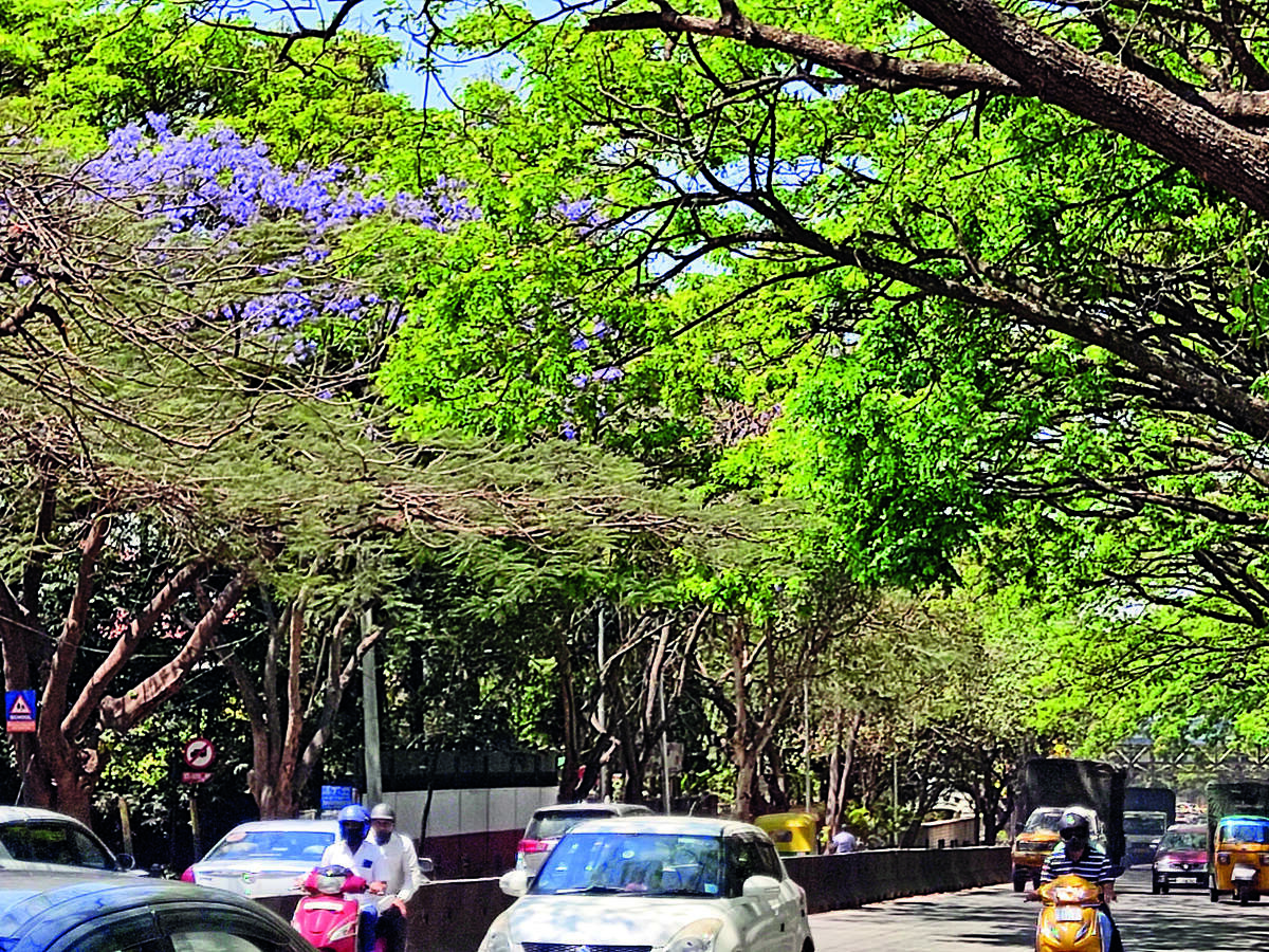 Go green policy