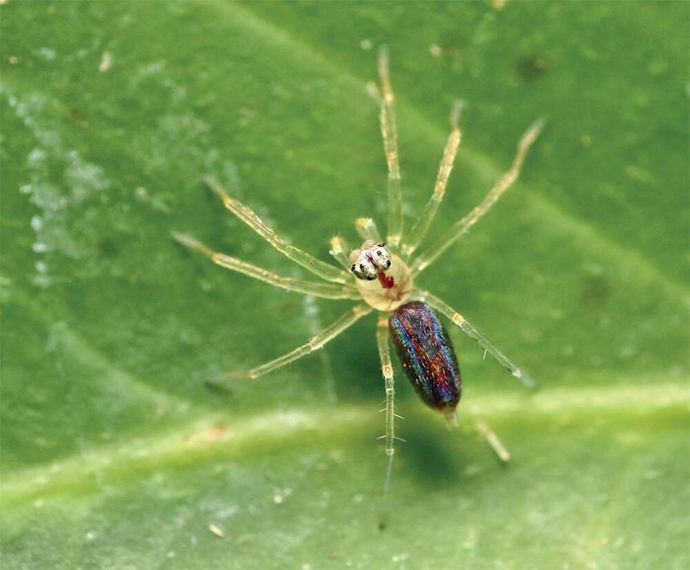 Karnataka: The many colours of a jumping spider