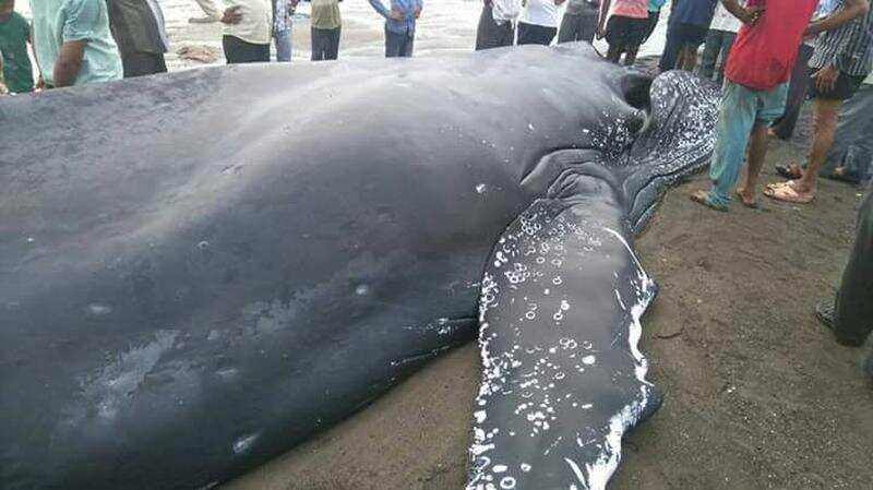 Real life-and-death challenge: Blue whale rescued off Una | Ahmedabad ...