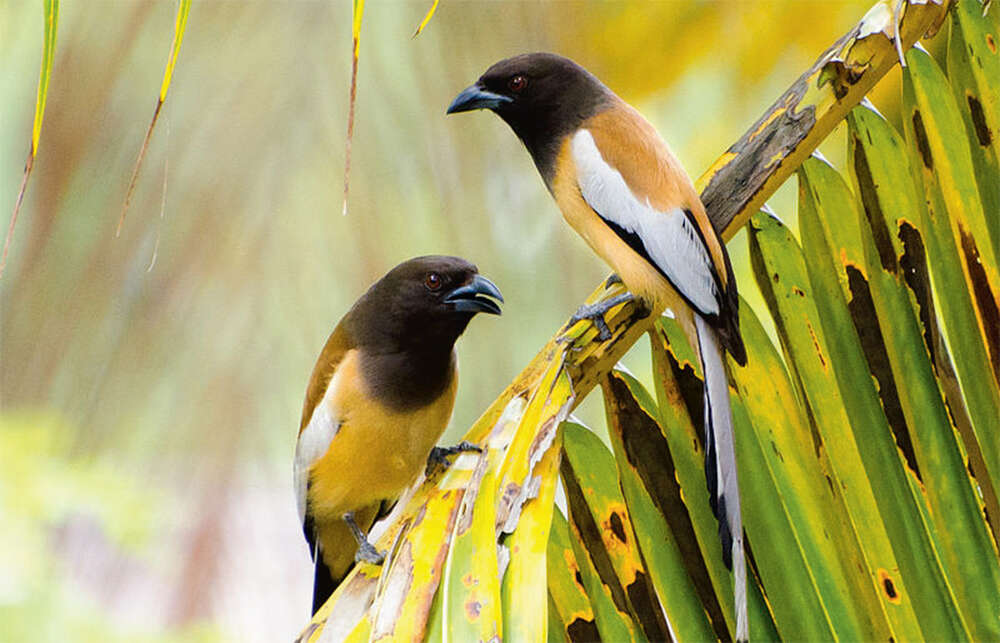 Urban Jungle: Flying Einsteins