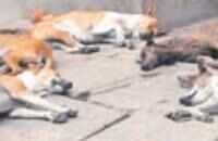 Cops as stray dog-catchers?