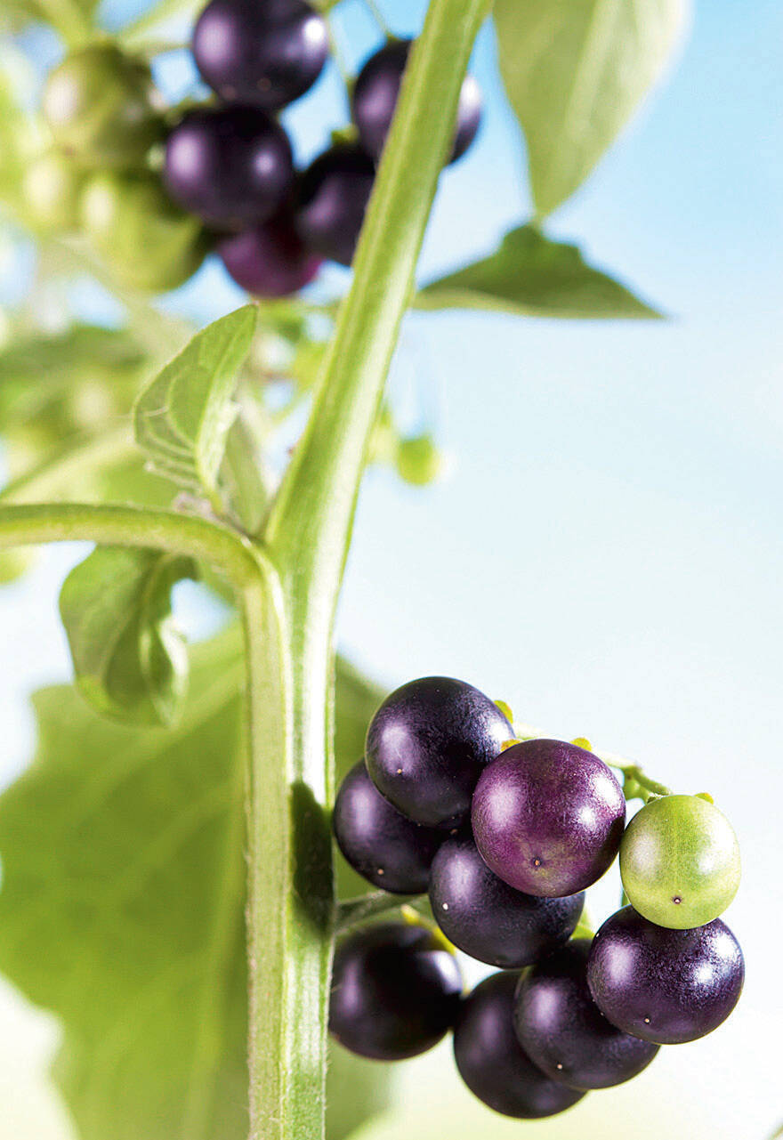 The greenskeeper: The real makoy