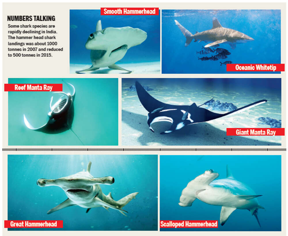 Indian sharks are at risk