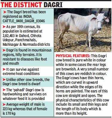 Gujarat’s ‘Dagri cow’ gets national recognition as indigenous breed ...