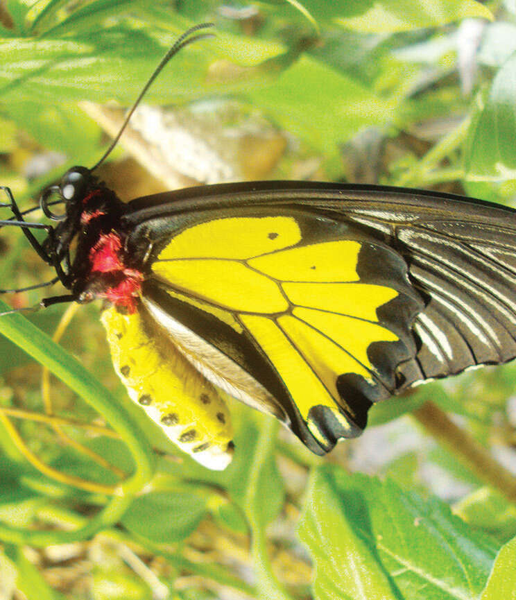 K’taka’s butterfly wears the state’s colours