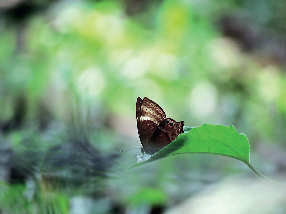 Story behind the photo: Wings of winter