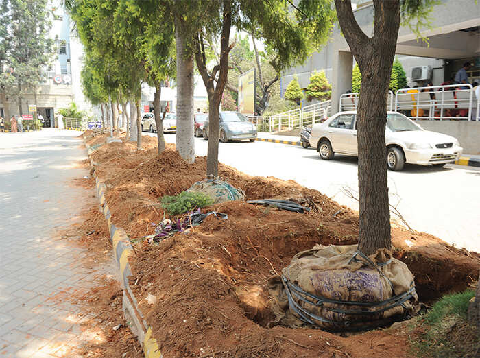 Hospital roots for its 13 trees