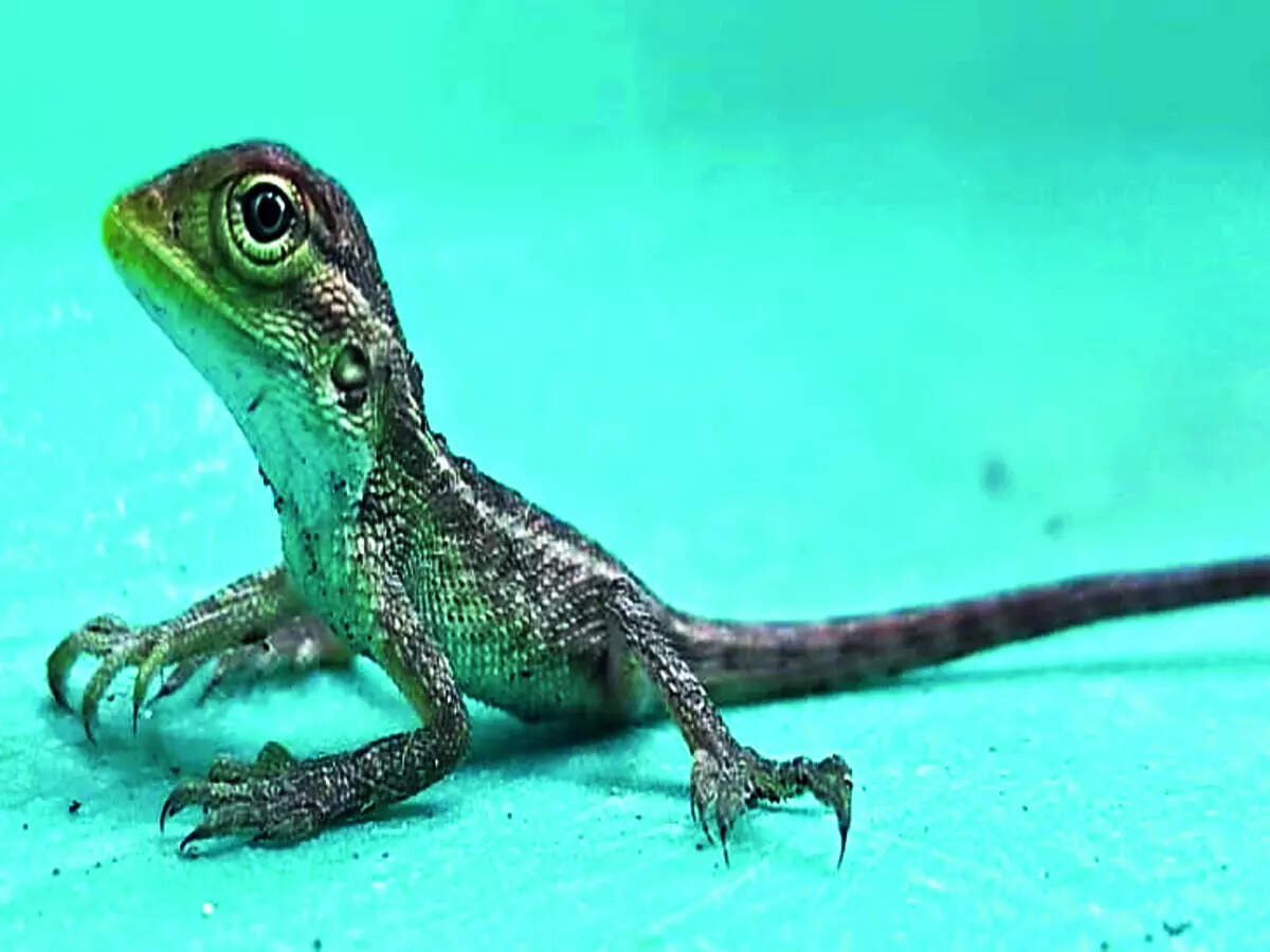 NGO on mission to save the humble lizard