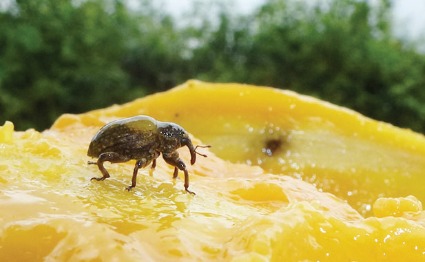 This mango is bugged