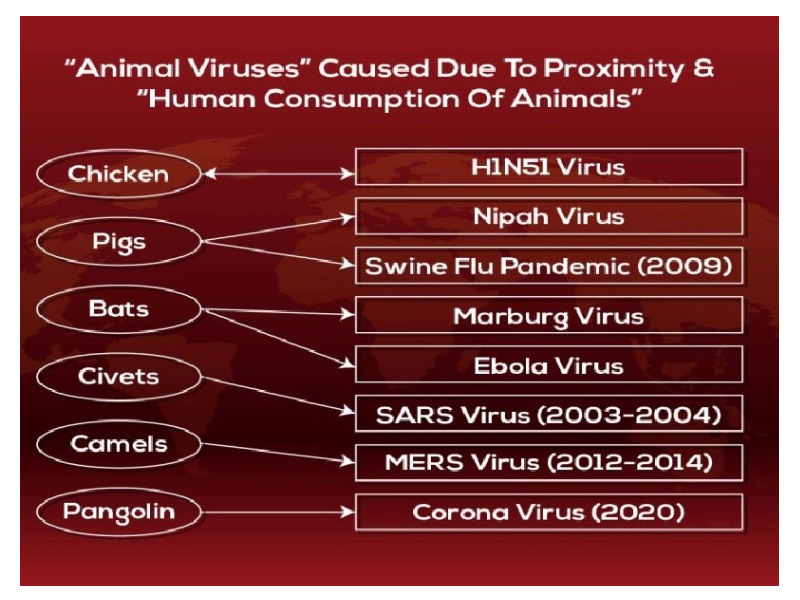 COVID19 : Animal Virus Again ! - Times of India