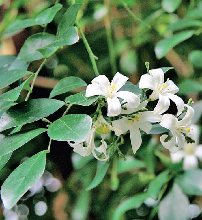 Kamini: The greenskeeper: Kamini the beautiful