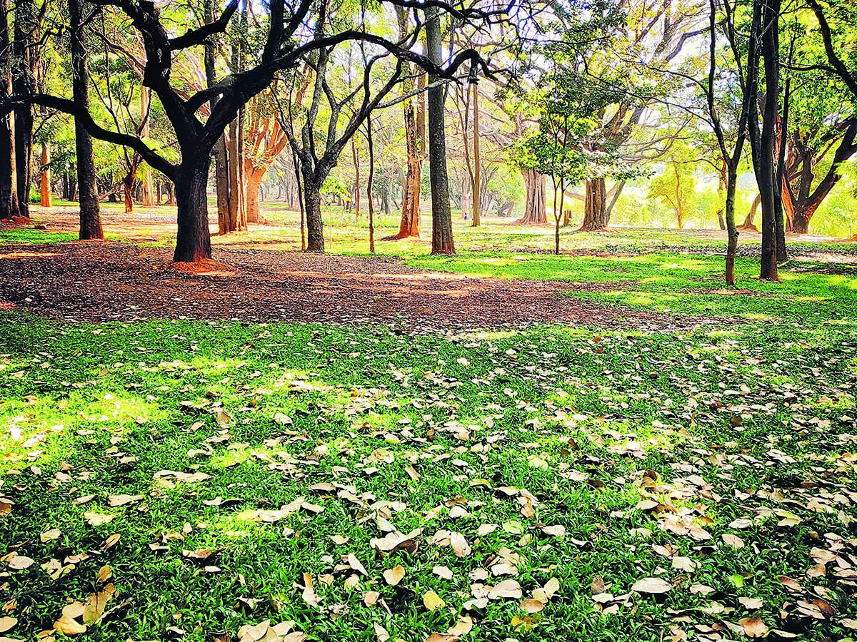 bengaluru: Bengaluru: Will tree census ever come to fruition?