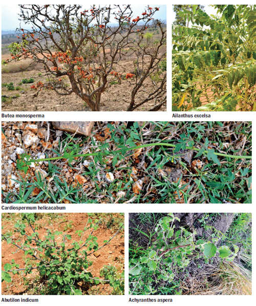 Medicinal plants with therapeutic value