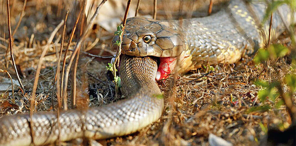 King cobra swallows another cobra in 10 minutes