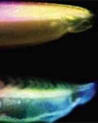 Rotting fish reveals ancient secrets