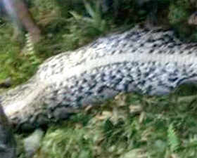 Missing Indonesian man’s body found inside python