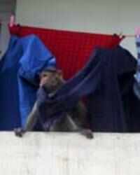 Who let the monkeys into your homes?