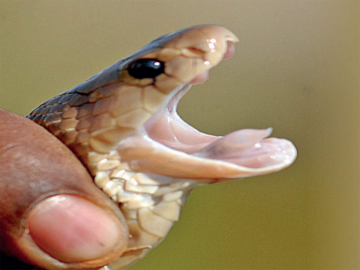 Bengaluru: Forest Cell is getting 100 snake alerts a day