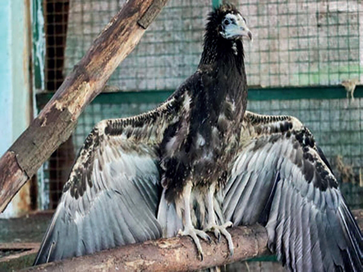 BBMP stricter against ‘killer’ Chinese manjha