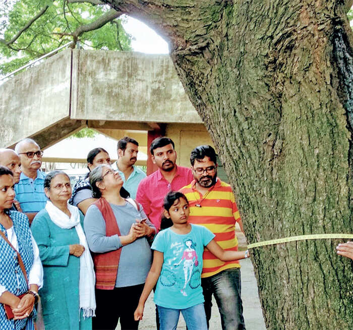 Citizens make all BDA complex trees count
