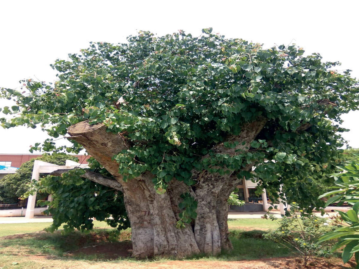 Bengaluru: Transplanted trees to celebrate 2nd anniversery