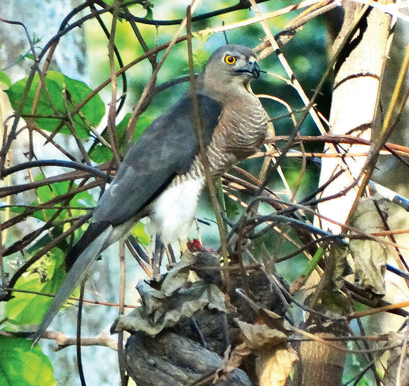 Urban Jungle: Spot the Shikra
