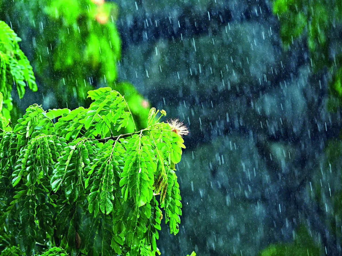 Case of falling branches