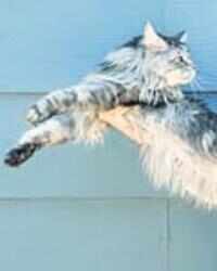 Meet the world's longest caaaat!