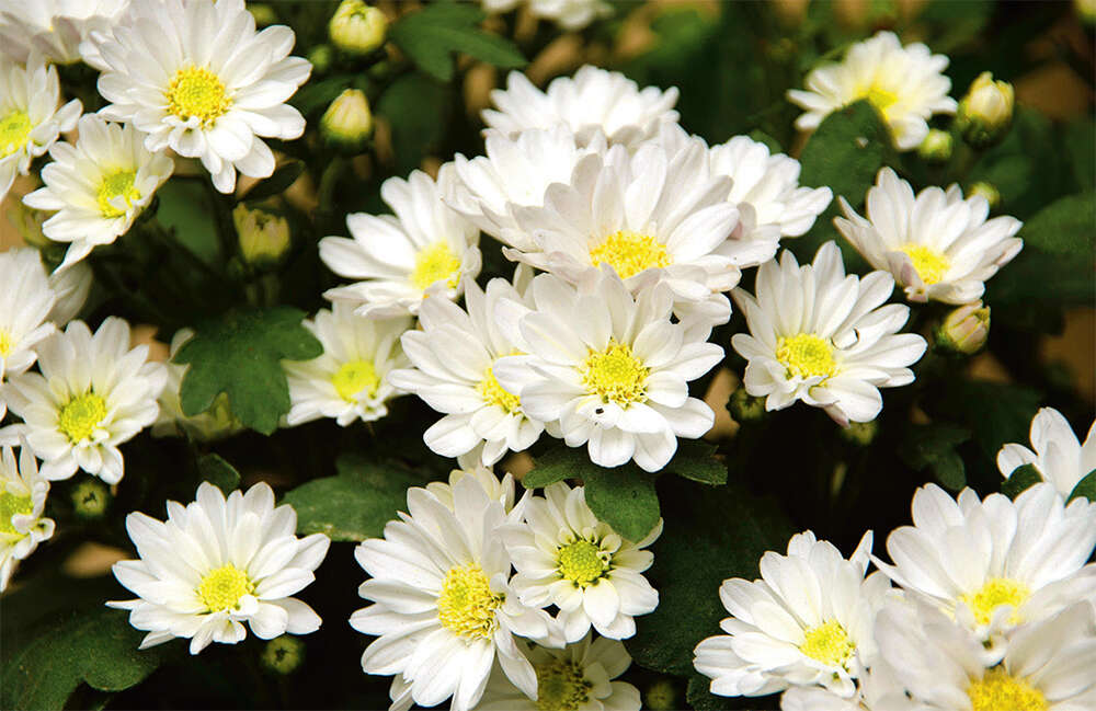 The greenskeeper: Keeping Mum