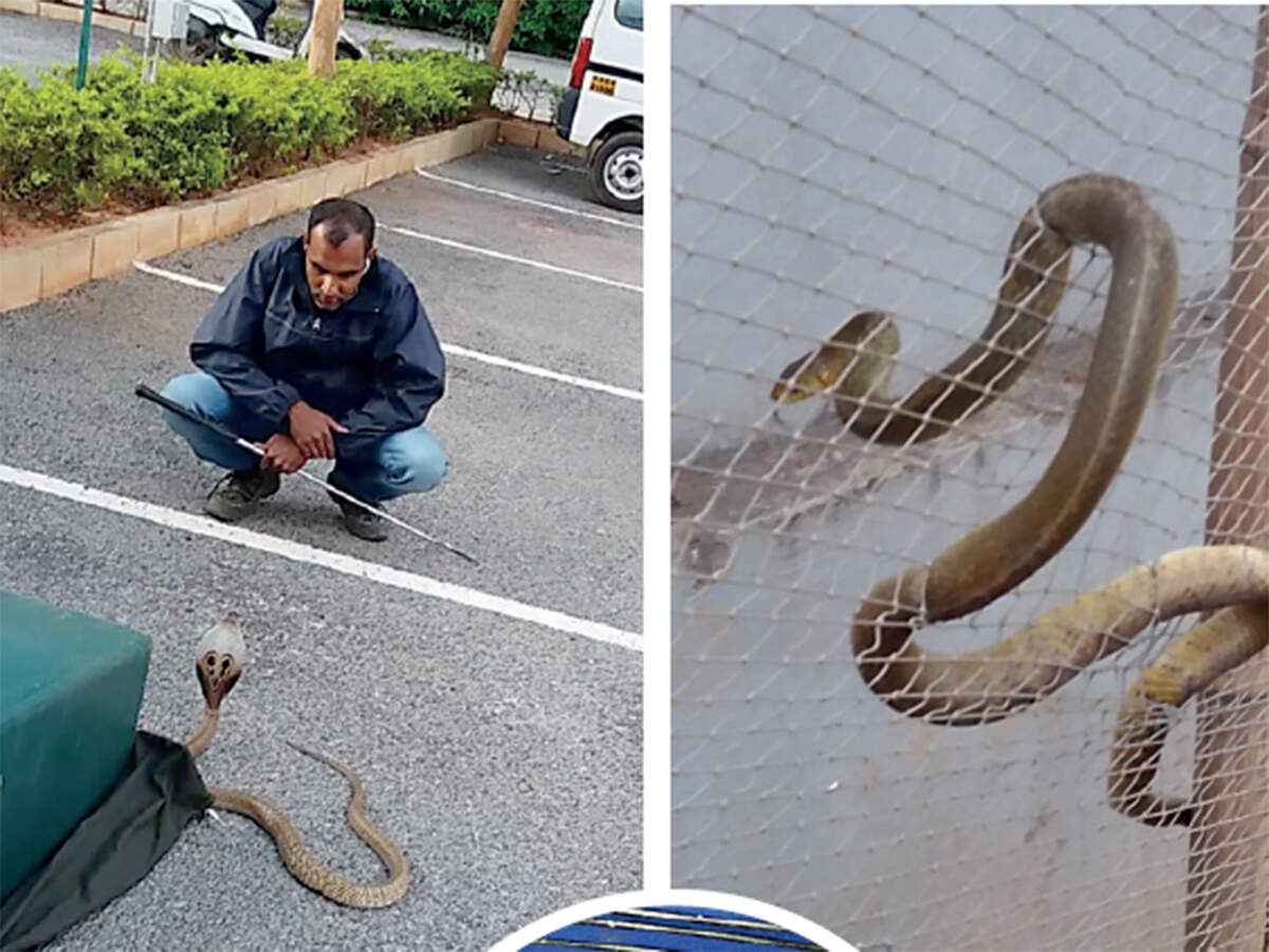 Bengaluru: Snakes in the city