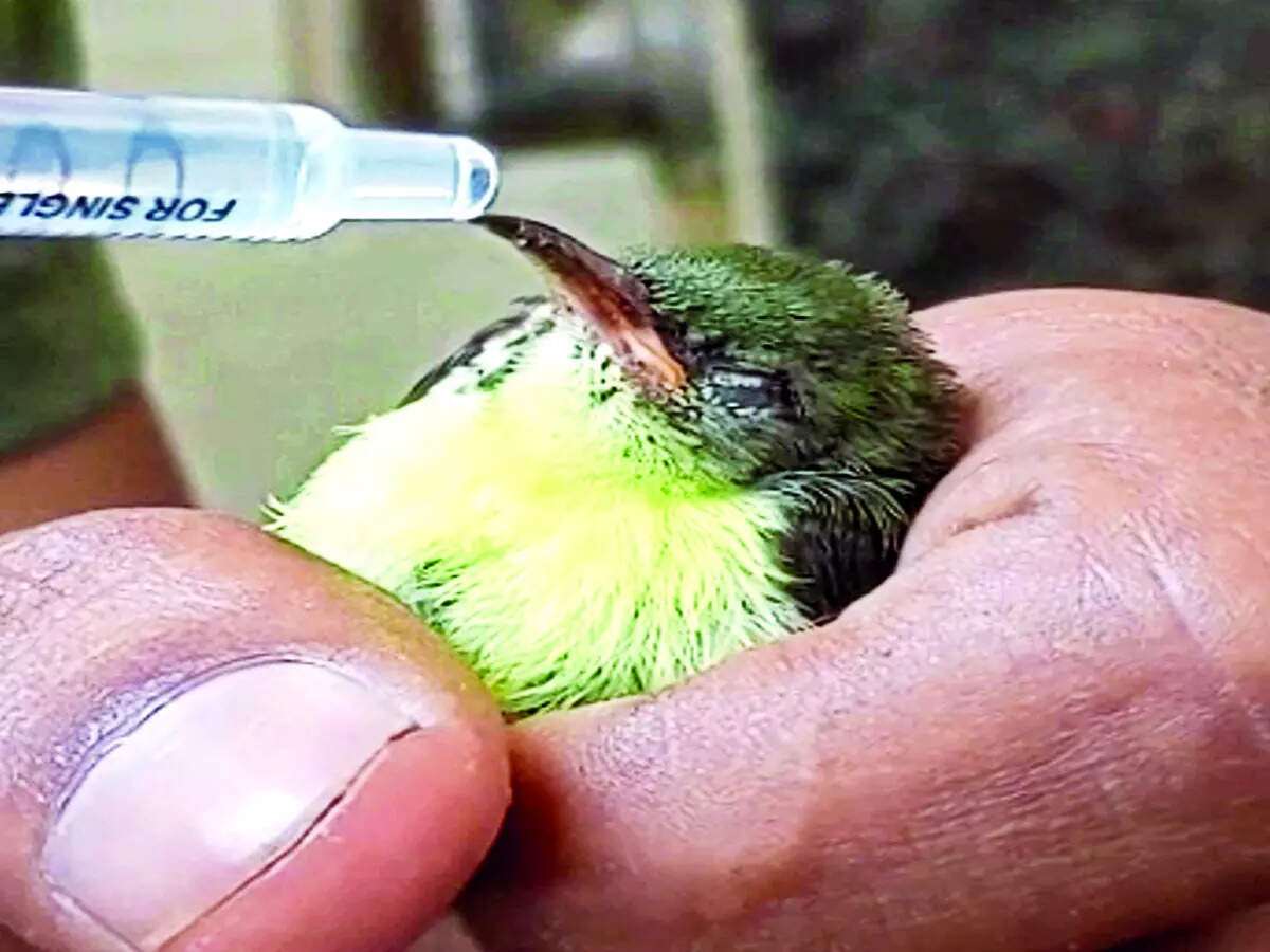 Li’l bird reunited with parents