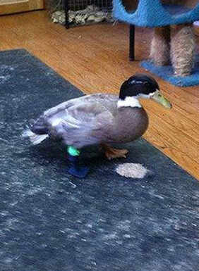 Limping duck gets 3D printed prosthetic limb