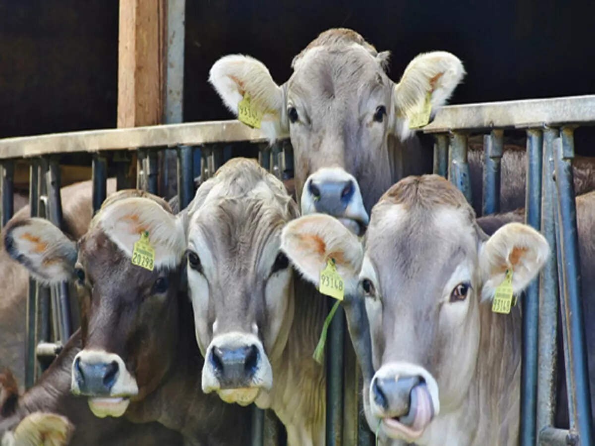 Cold wave kills livestock fast