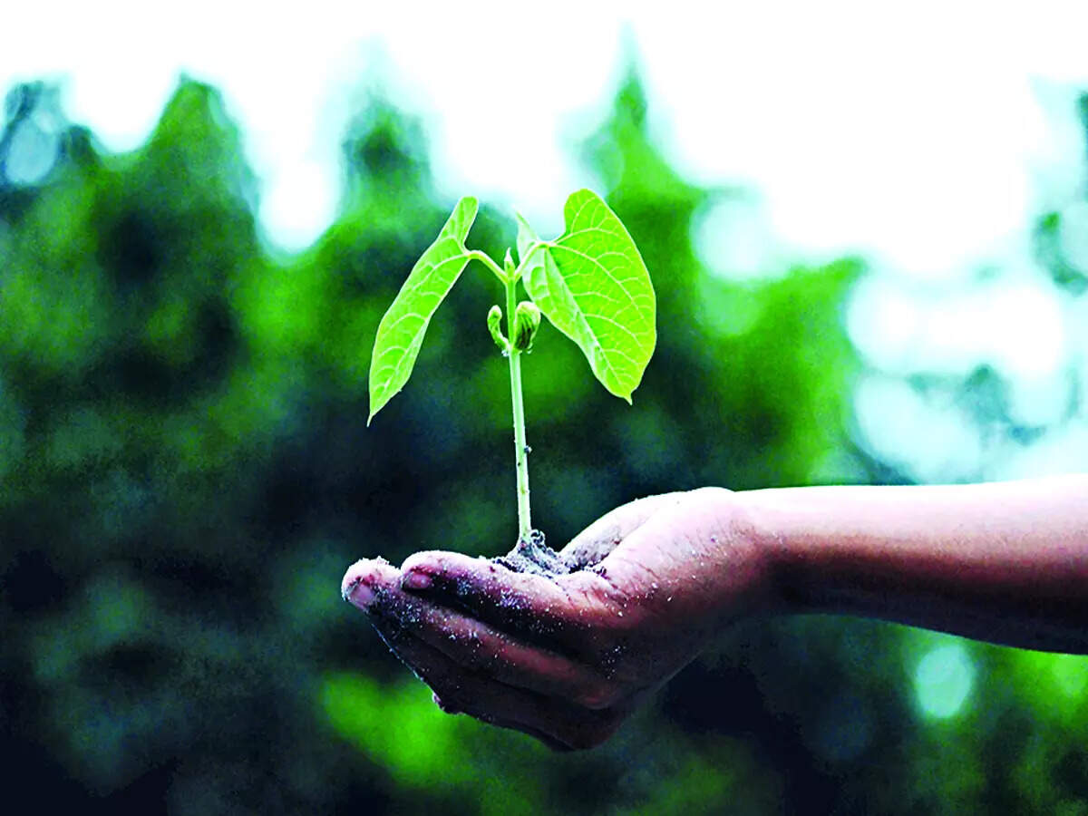 tree: After much prodding, tree plantation begins