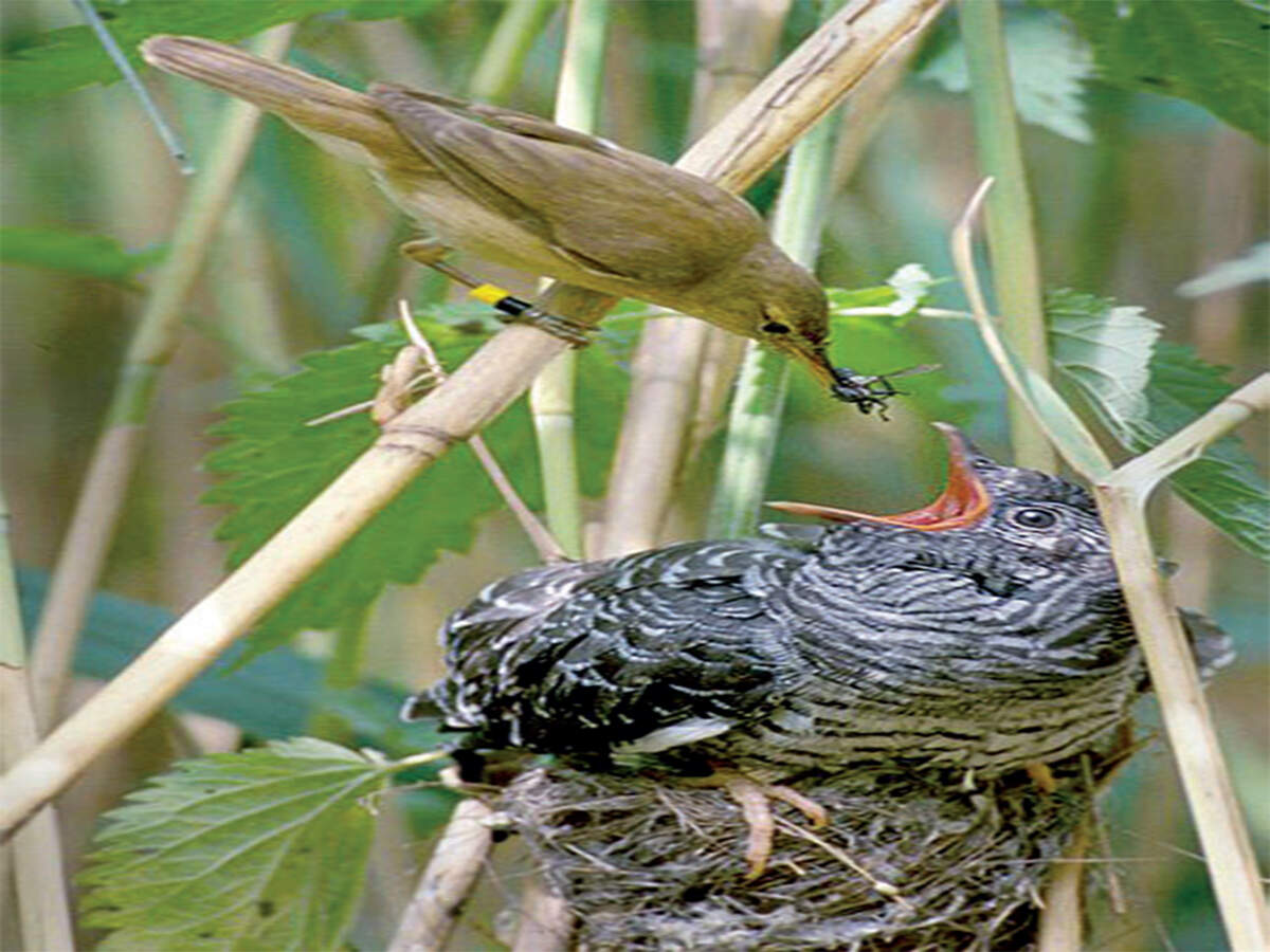 Bengaluru: Urban Jungle: Bird bakras