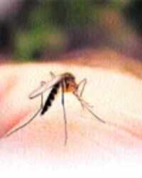 Scientists build new mosquito laser gun to eradicate malaria
