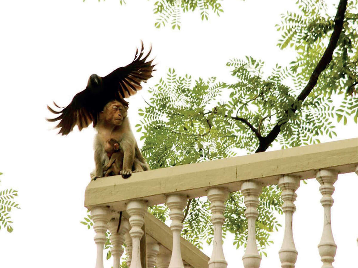 Story behind the photo: Monkey in raven's shadow