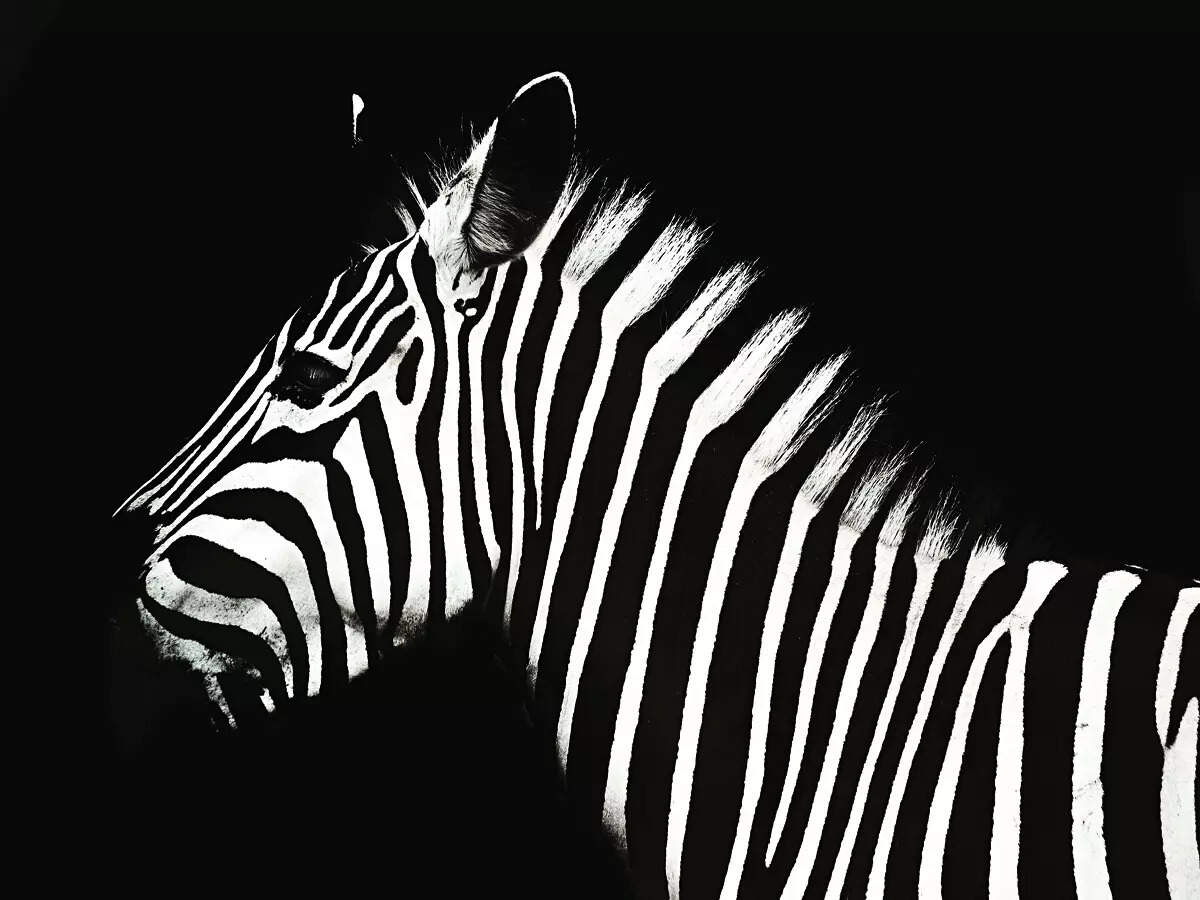 Ever Changing Moods: The zebra problem & other conundrums