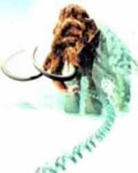 Scientists map DNA of the wooly mammoth