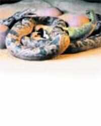 Indian snake dined on dinos