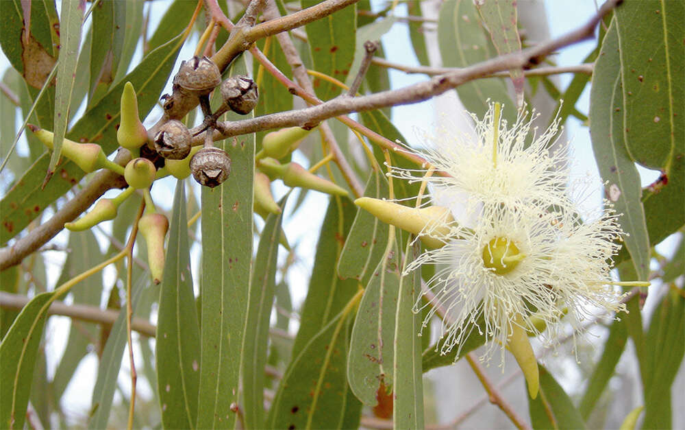 The greenskeeper: The Old Gum Tree