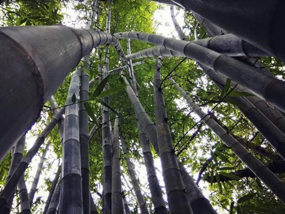 Manipur: How one man planted a 300-acre forest near Imphal | Imphal ...