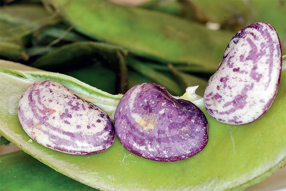 bangalore: The greenskeeper: Double delight