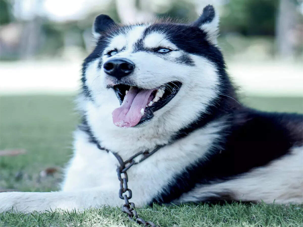 Canine ban: To be or not to be, activists debate