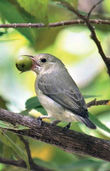 Mystery in the mango tree
