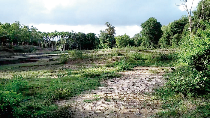 Shivamogga: Bengaluru-based foundation takes lead to rejuvenate stream ...