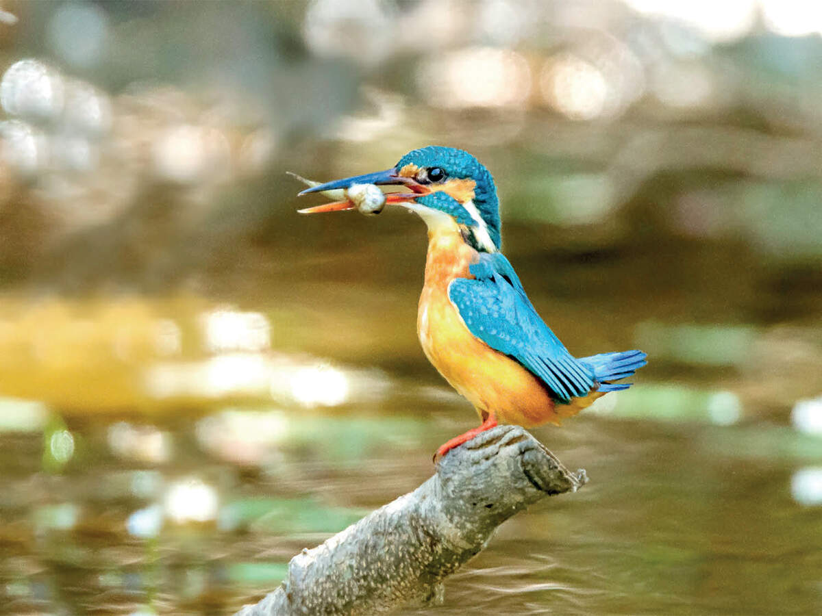 Story Behind The Photo: Prized catch