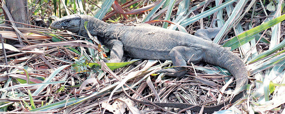 urban jungle hold: Urban Jungle: Hold on, I’m climbing!