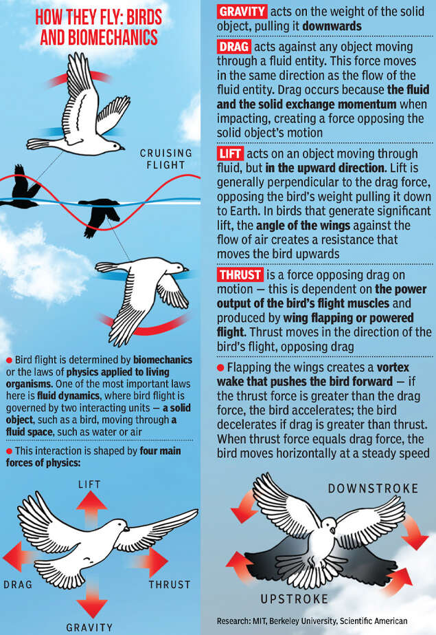 ‘Wing shape maximises aerodynamic benefits — it can even help birds ...